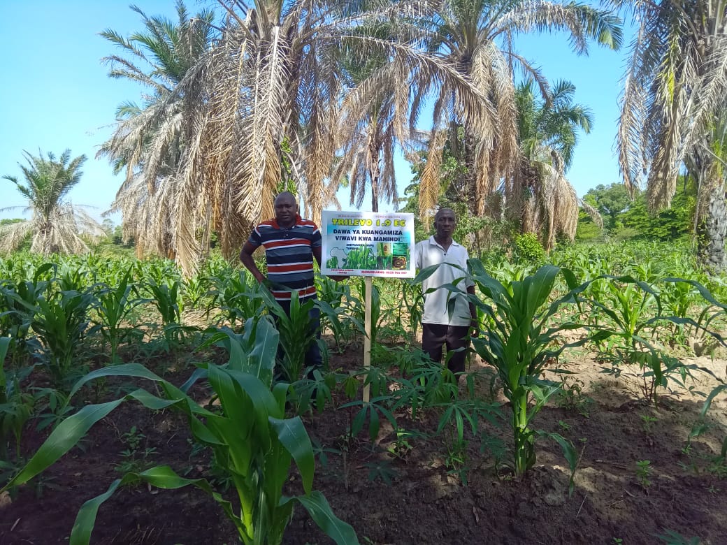 Maize Cultivation Project - Equatoria Africa Limited - Kilimo Ni Asili Yetu